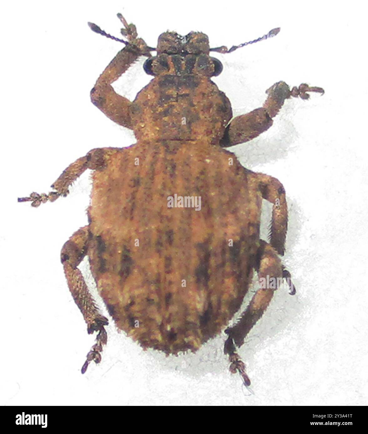 True Weevils (Curculionidae) Insecta Stock Photo - Alamy