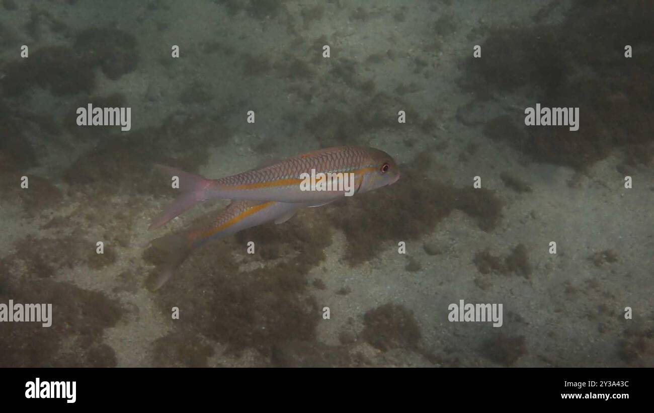Yellowstripe Goatfish (Mulloidichthys flavolineatus) Actinopterygii ...