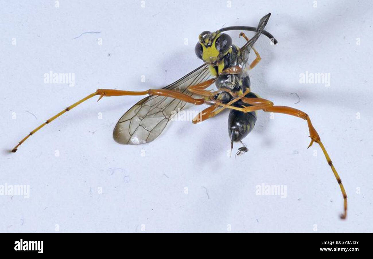 Spotted Cuckoo Spider Wasp (Ceropales maculata) Insecta Stock Photo - Alamy