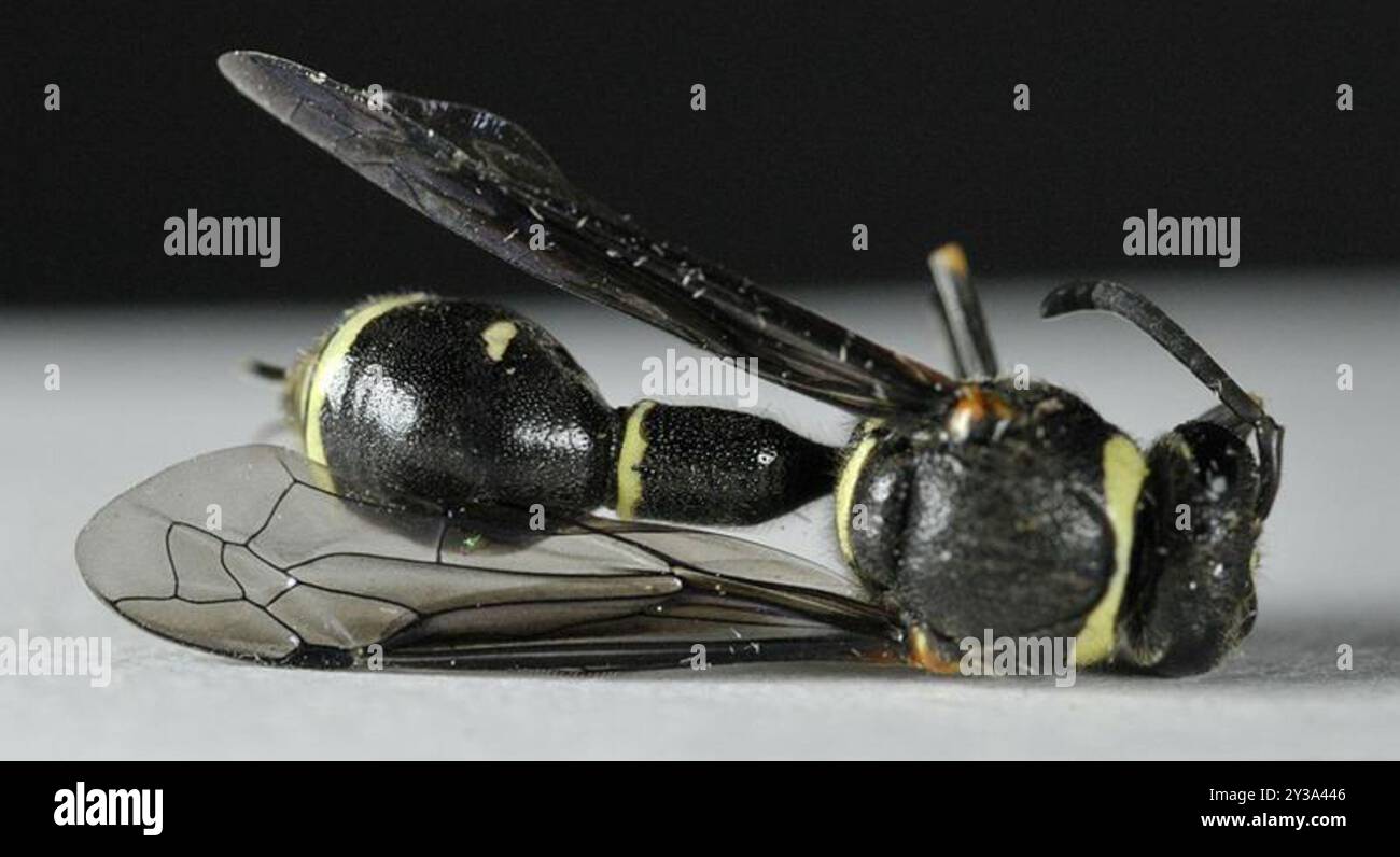 Fraternal Potter Wasp (Eumenes fraternus) Insecta Stock Photo - Alamy