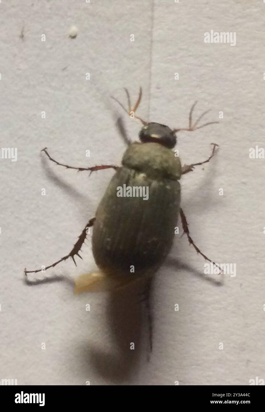 (Maladera holosericea) Insecta Stock Photo - Alamy