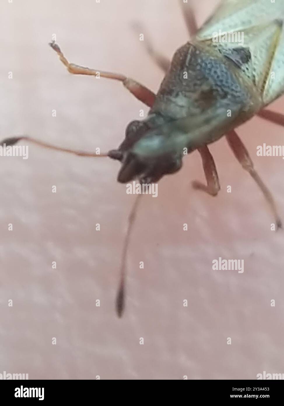 False chinch bugs (Nysius) Insecta Stock Photo - Alamy