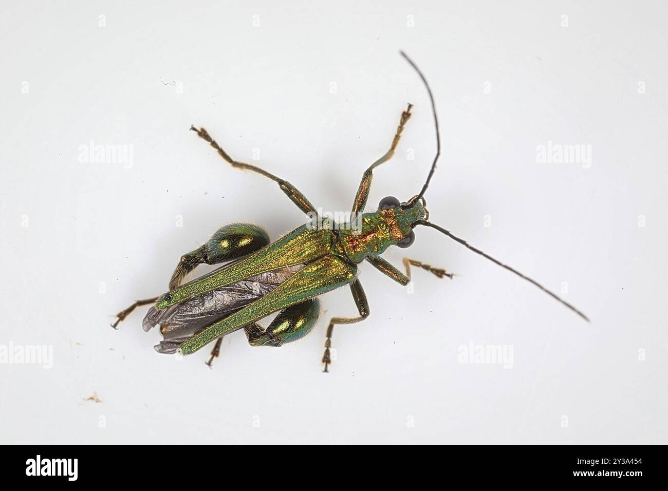 Thick-legged Flower Beetle (Oedemera nobilis) Insecta Stock Photo - Alamy