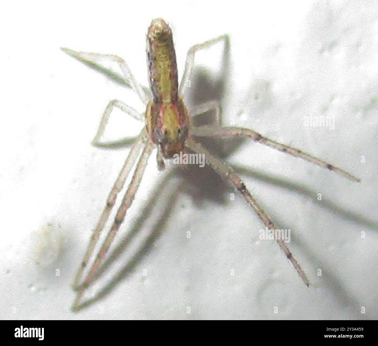 Crab Spiders (Thomisidae) Arachnida Stock Photo - Alamy