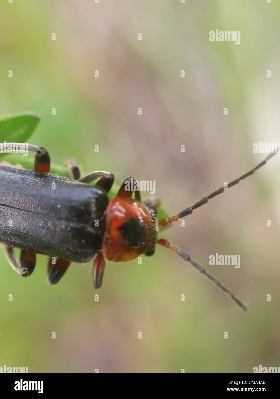 Rustic Sailor Beetle (Cantharis rustica) Insecta Stock Photo - Alamy