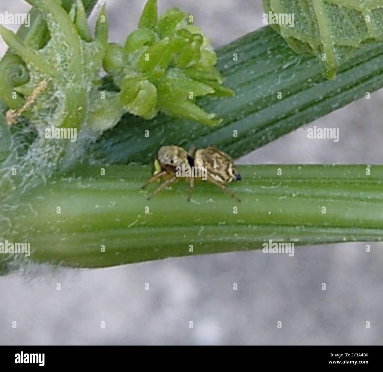 Sun Jumping Spiders (Heliophanus) Arachnida Stock Photo - Alamy