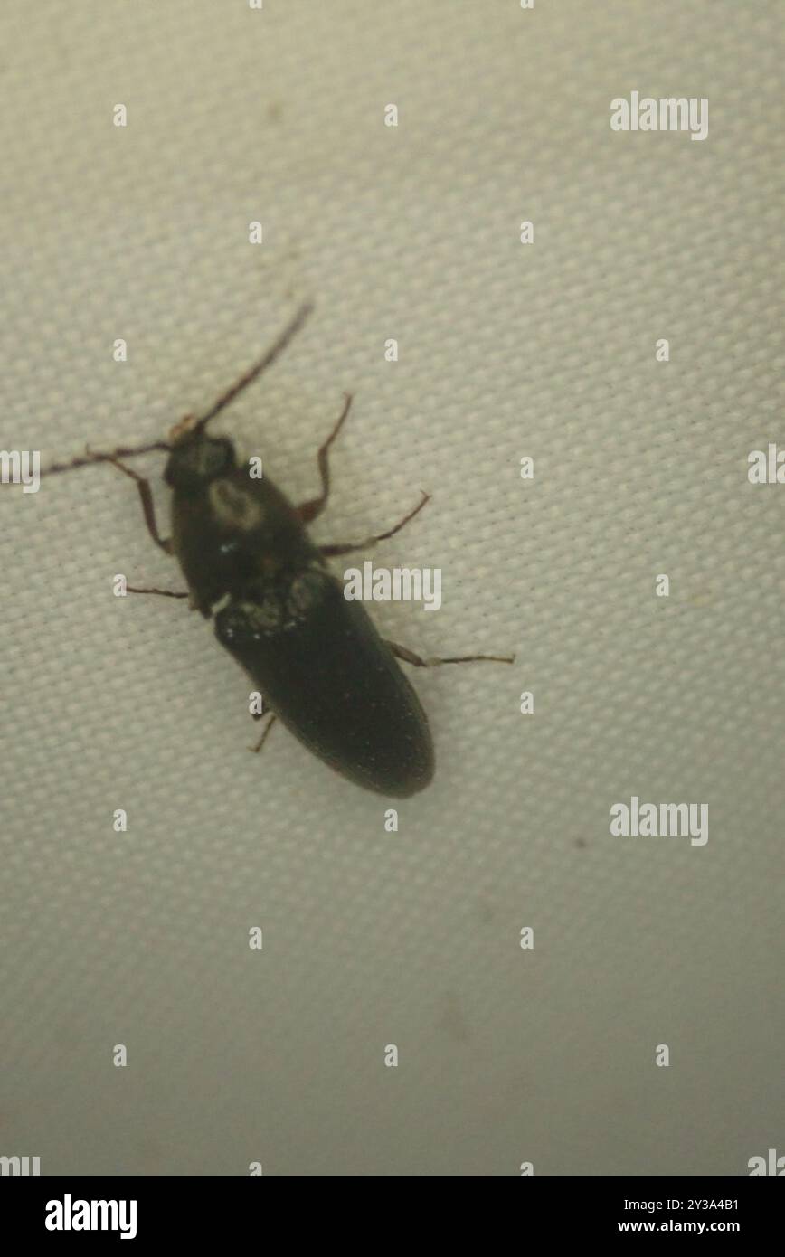 Click Beetles (Elateridae) Insecta Stock Photo - Alamy