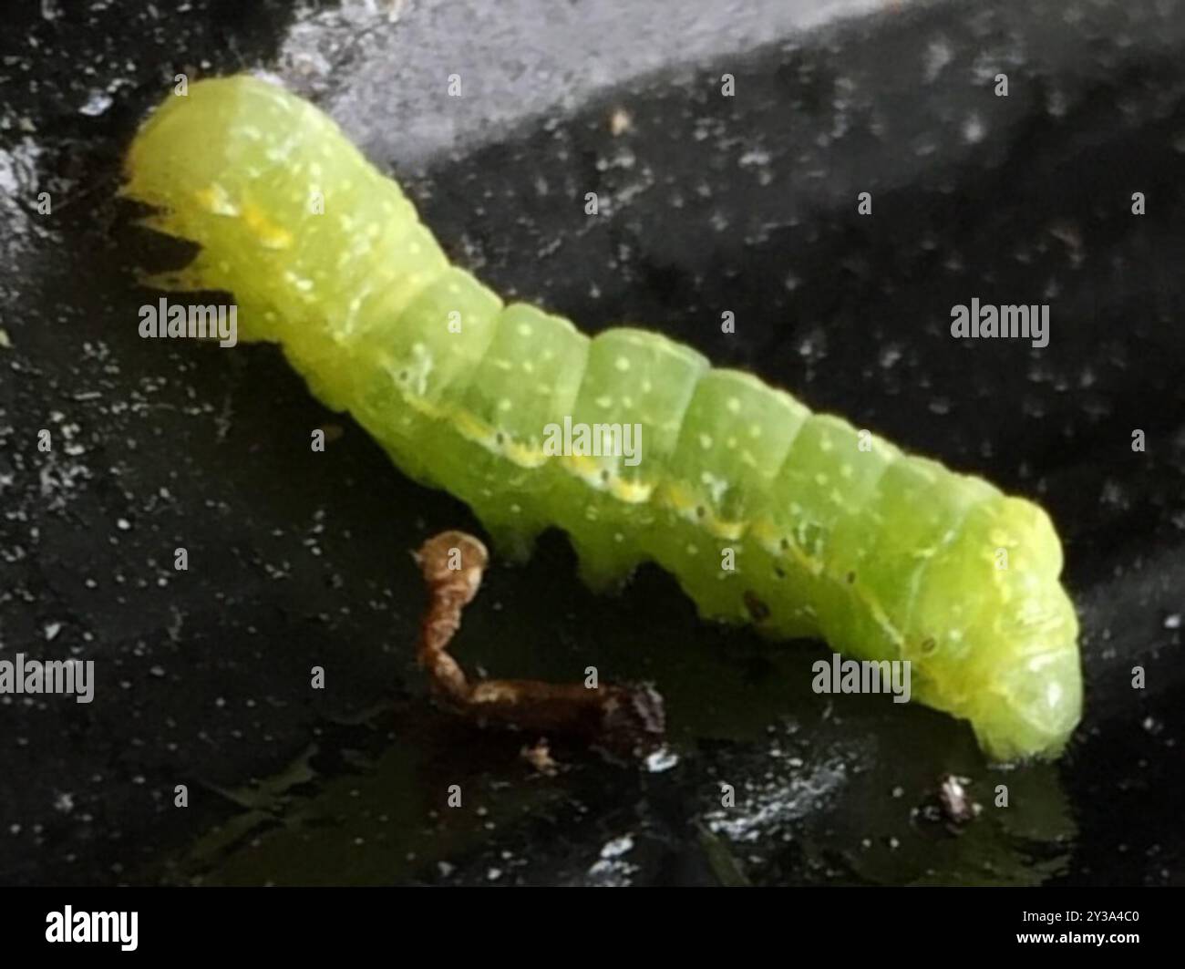 American Copper Underwing (Amphipyra pyramidoides) Insecta Stock Photo ...