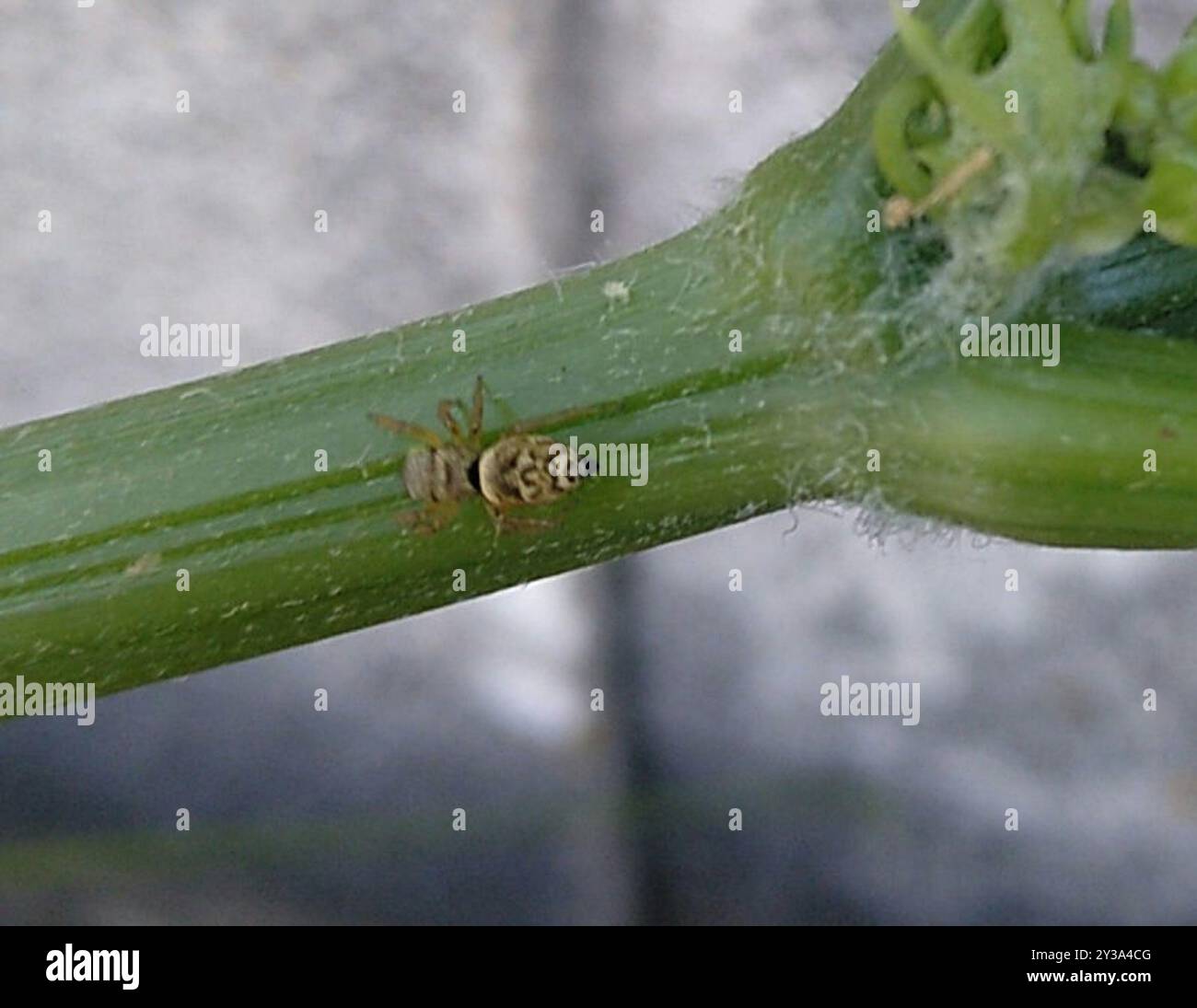 Sun Jumping Spiders (Heliophanus) Arachnida Stock Photo - Alamy