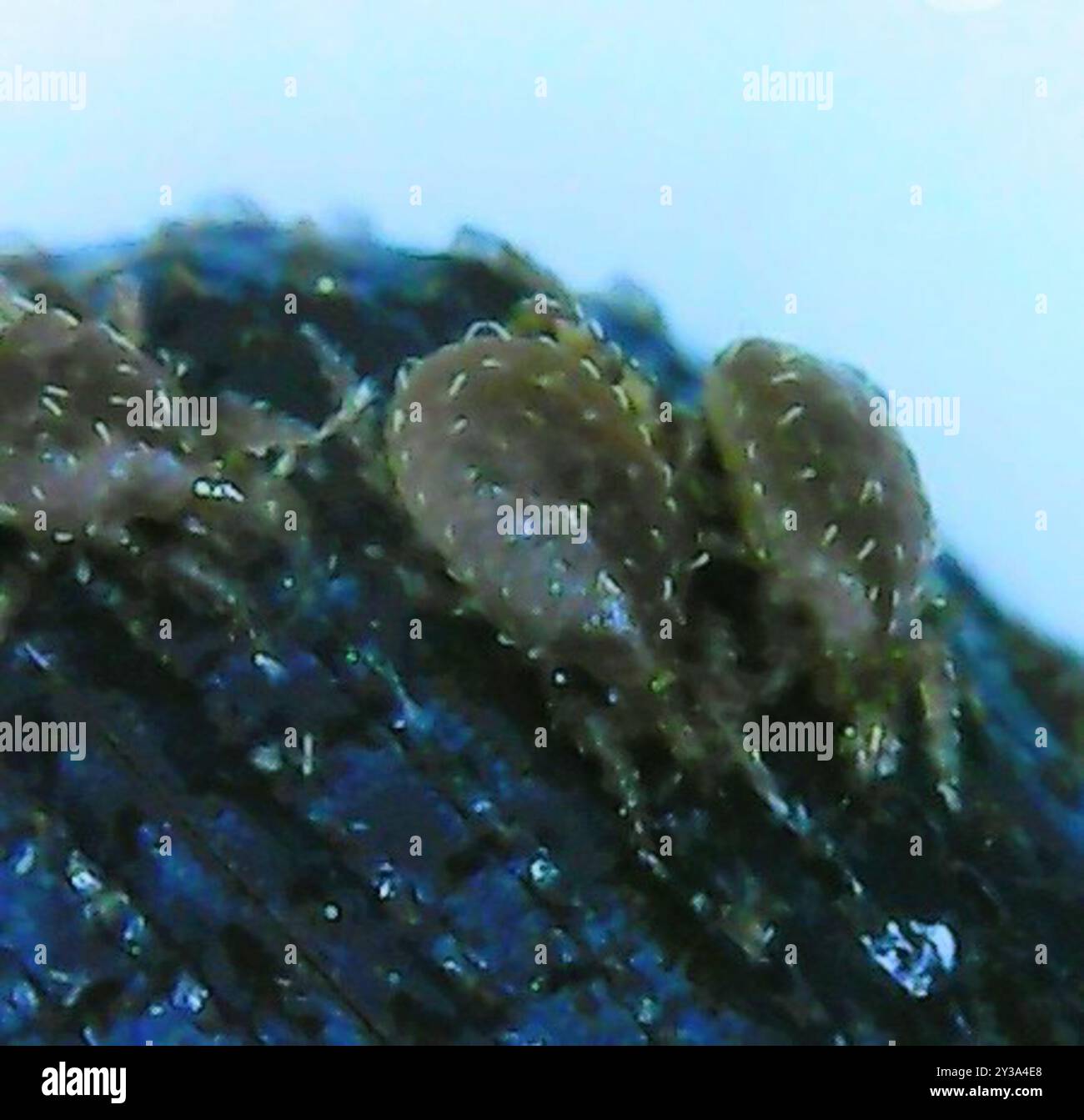 Mites and Ticks (Acari) Arachnida Stock Photo - Alamy