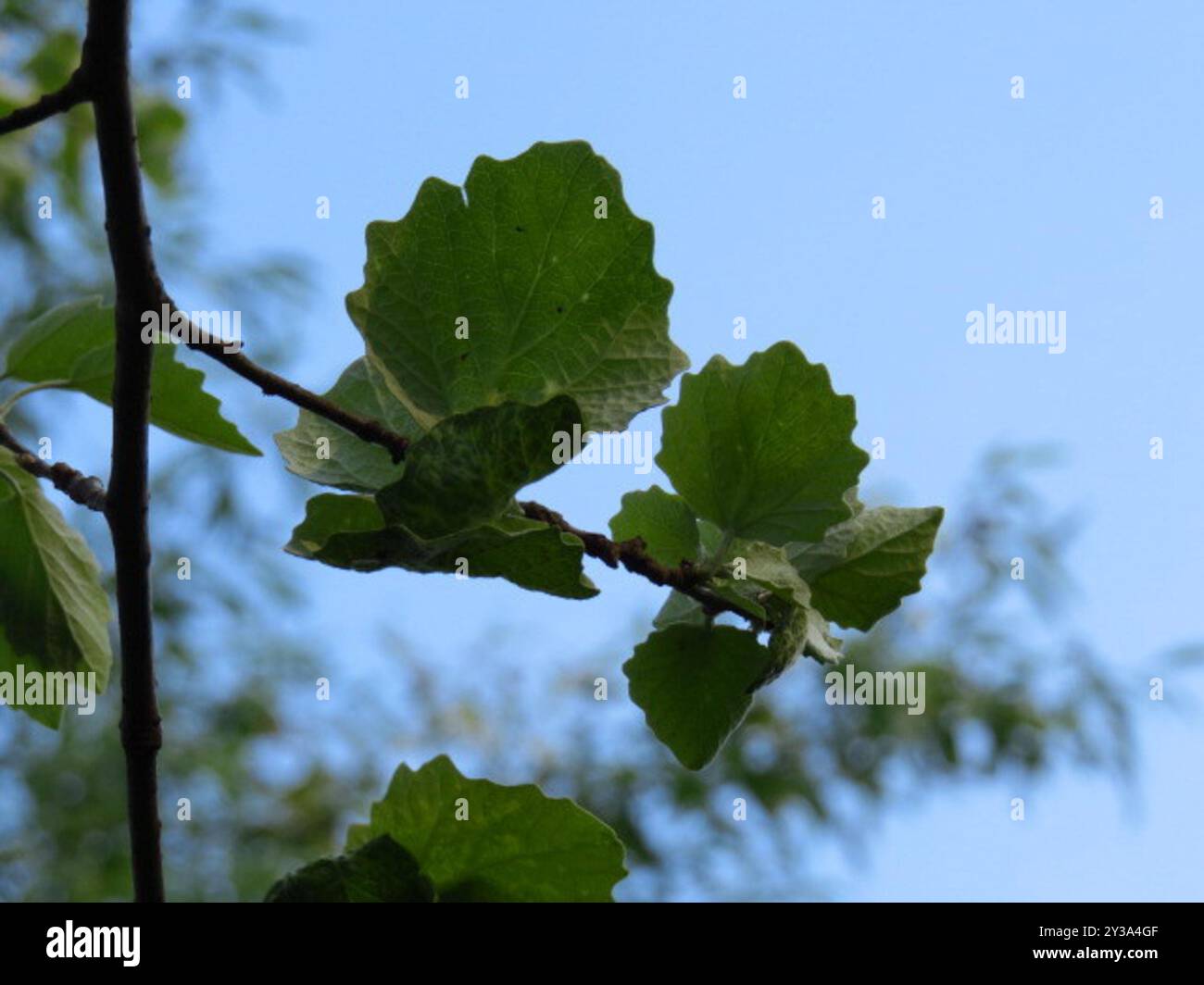 Grey Poplar (Populus × canescens) Plantae Stock Photo - Alamy