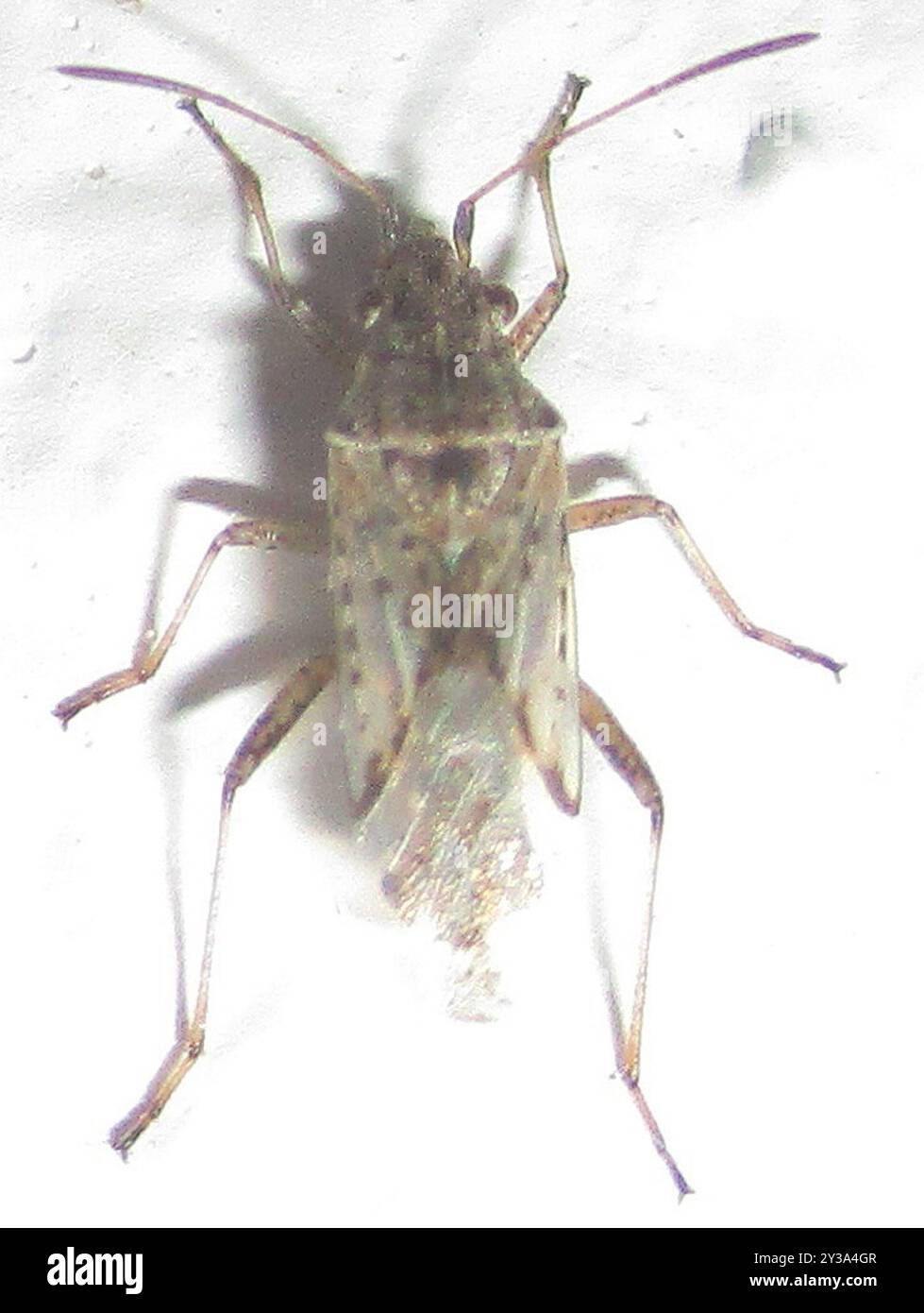 False chinch bugs (Nysius) Insecta Stock Photo - Alamy