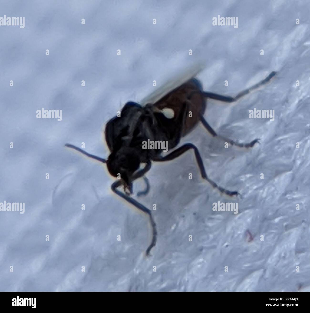 Biting Midges (Ceratopogonidae) Insecta Stock Photo - Alamy