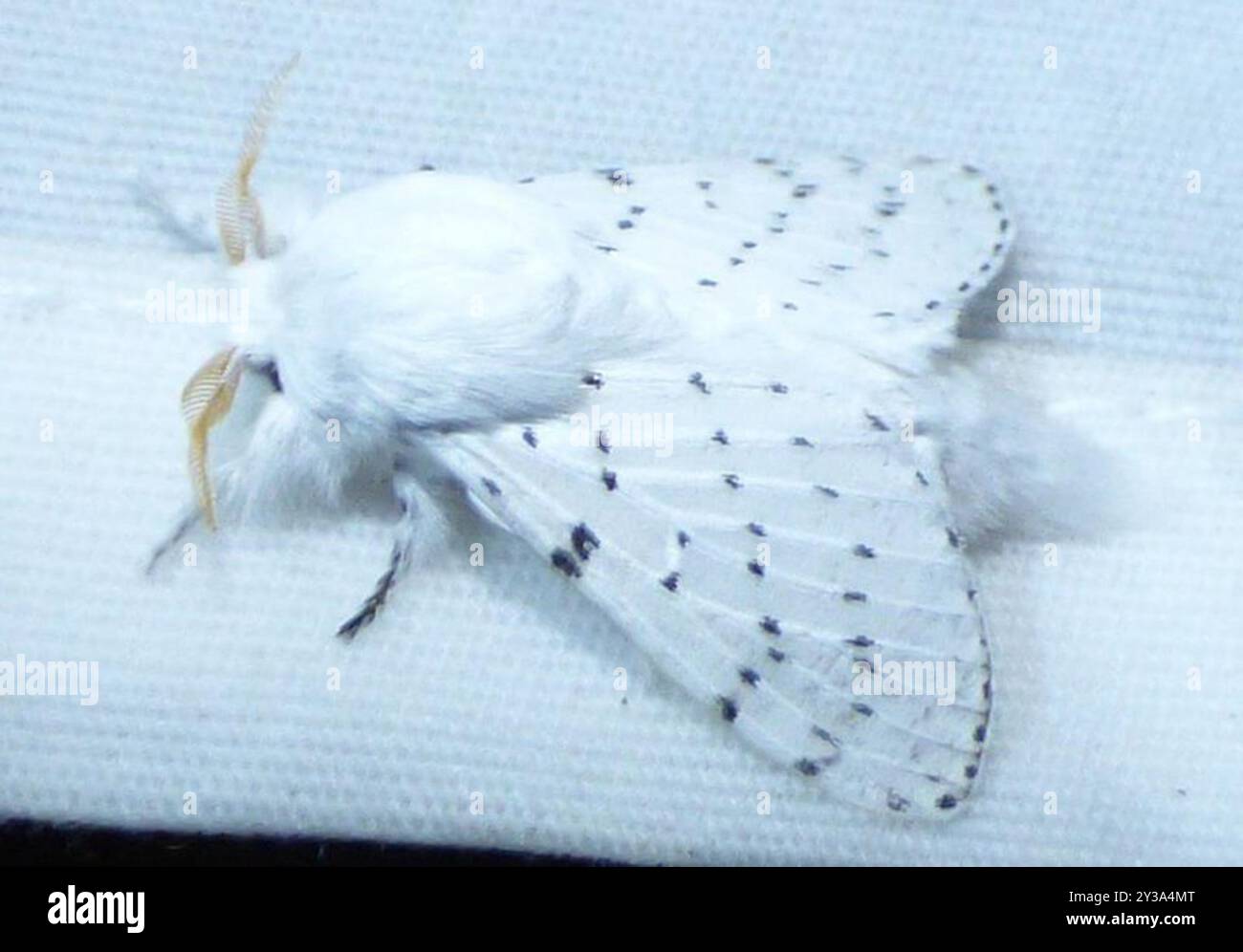 Dot-lined White (Artace cribrarius) Insecta Stock Photo - Alamy