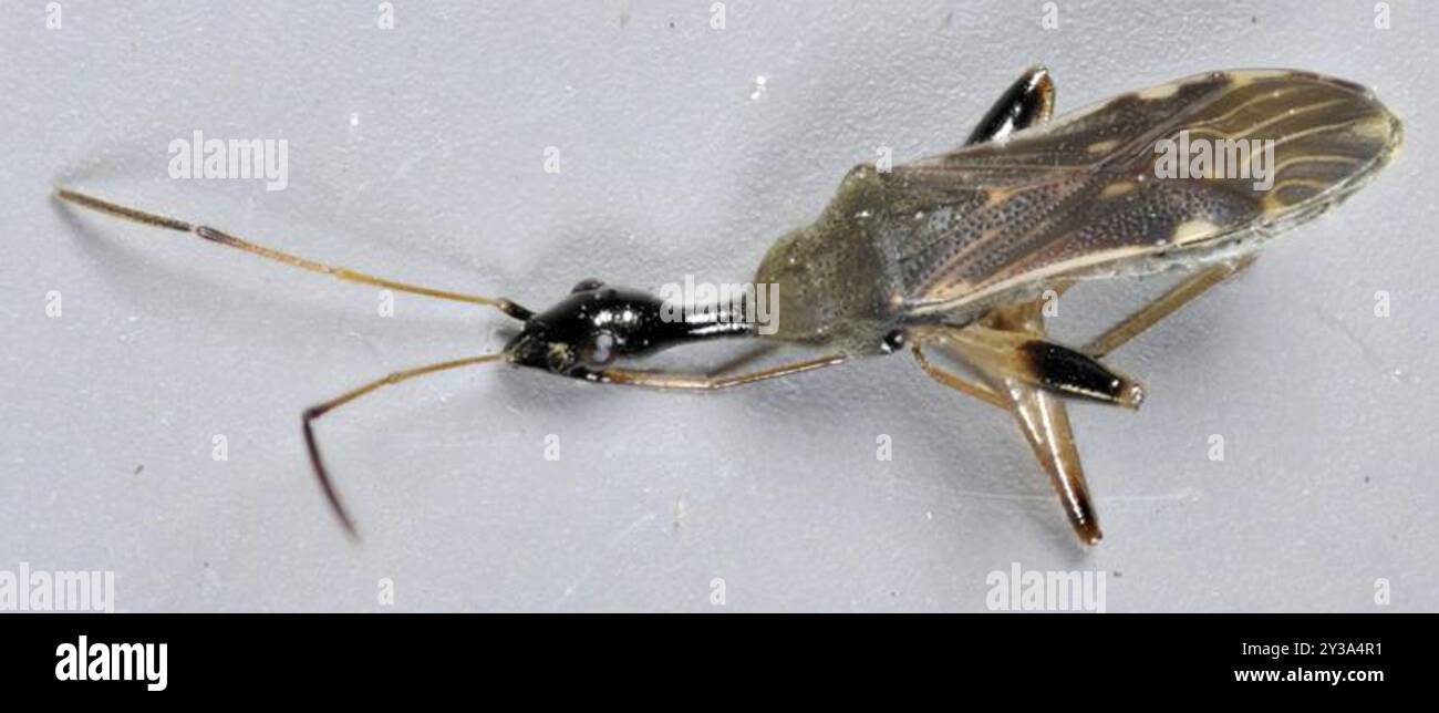 Long-necked Seed Bug (Myodocha serripes) Insecta Stock Photo - Alamy