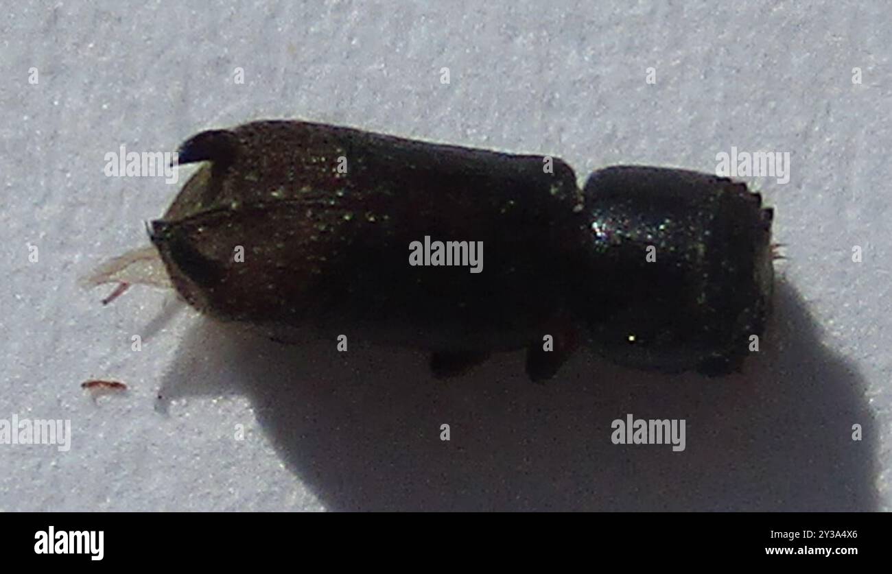 Auger Beetles (Bostrichidae) Insecta Stock Photo - Alamy