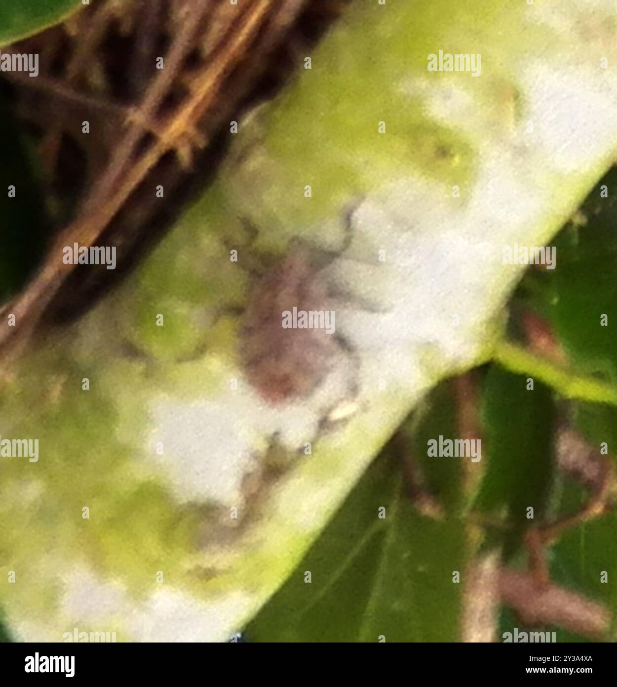 Rough Stink Bugs (Brochymena) Insecta Stock Photo - Alamy