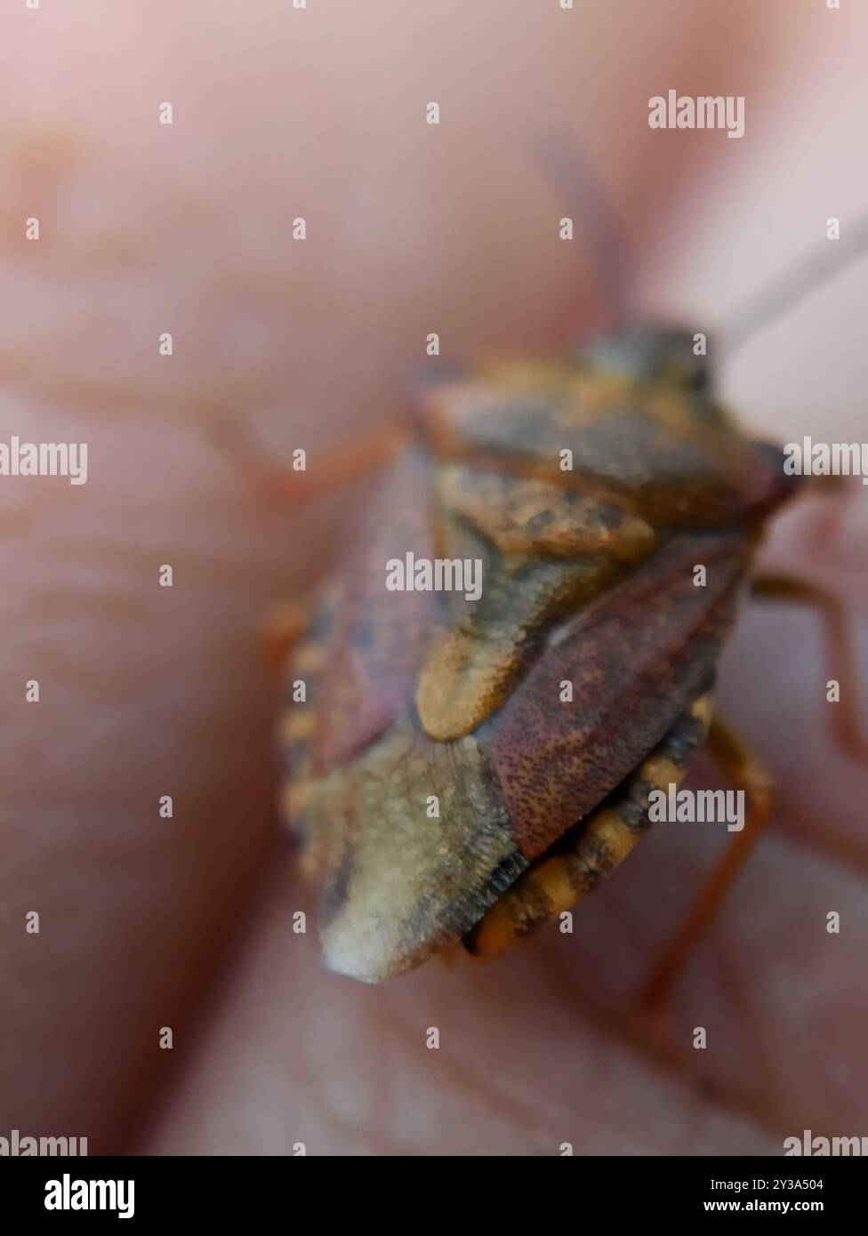 Black-shouldered Shieldbug (Carpocoris purpureipennis) Insecta Stock ...