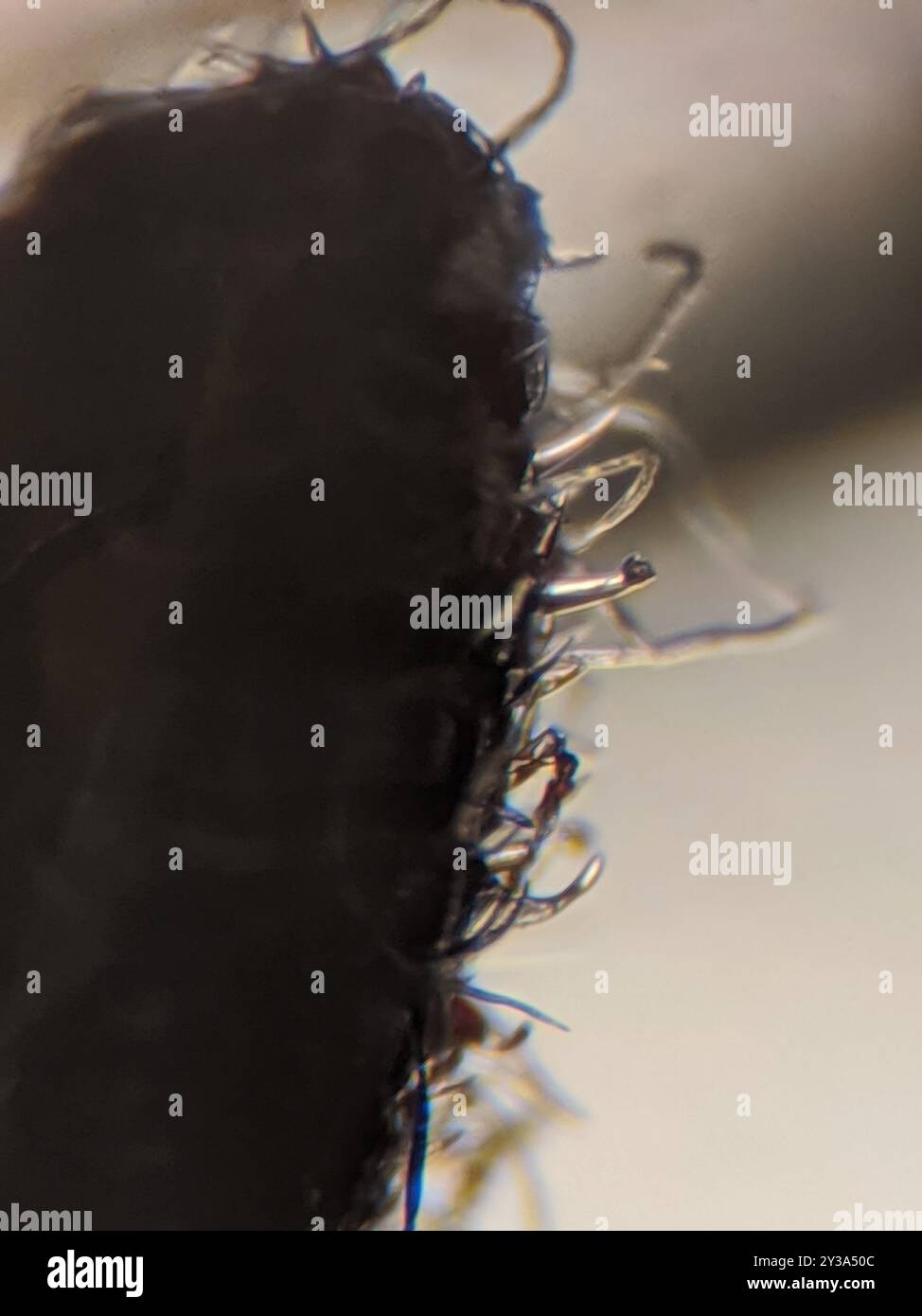 Rice Root Aphid (Tetraneura akinire) Insecta Stock Photo - Alamy