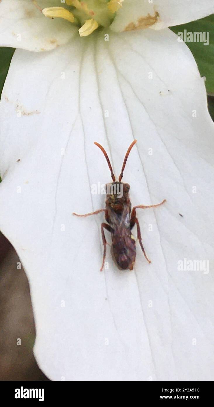 Nomad Bees (Nomada) Insecta Stock Photo - Alamy