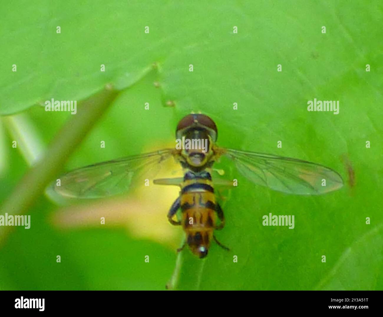 Eastern Calligrapher (Toxomerus geminatus) Insecta Stock Photo - Alamy