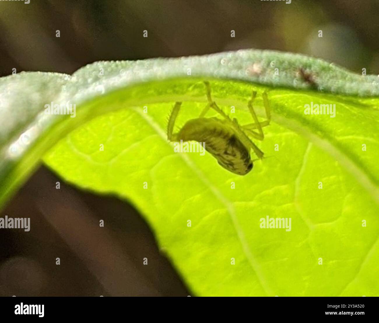Typical Leafhoppers (Cicadellidae) Insecta Stock Photo - Alamy