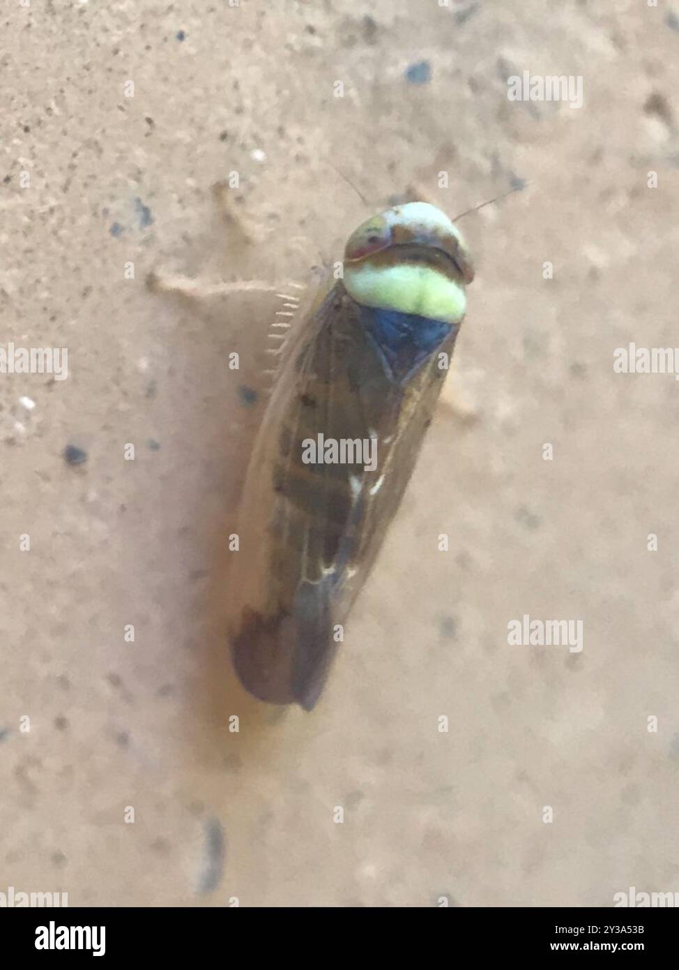 (Colladonus montanus reductus) Insecta Stock Photo - Alamy