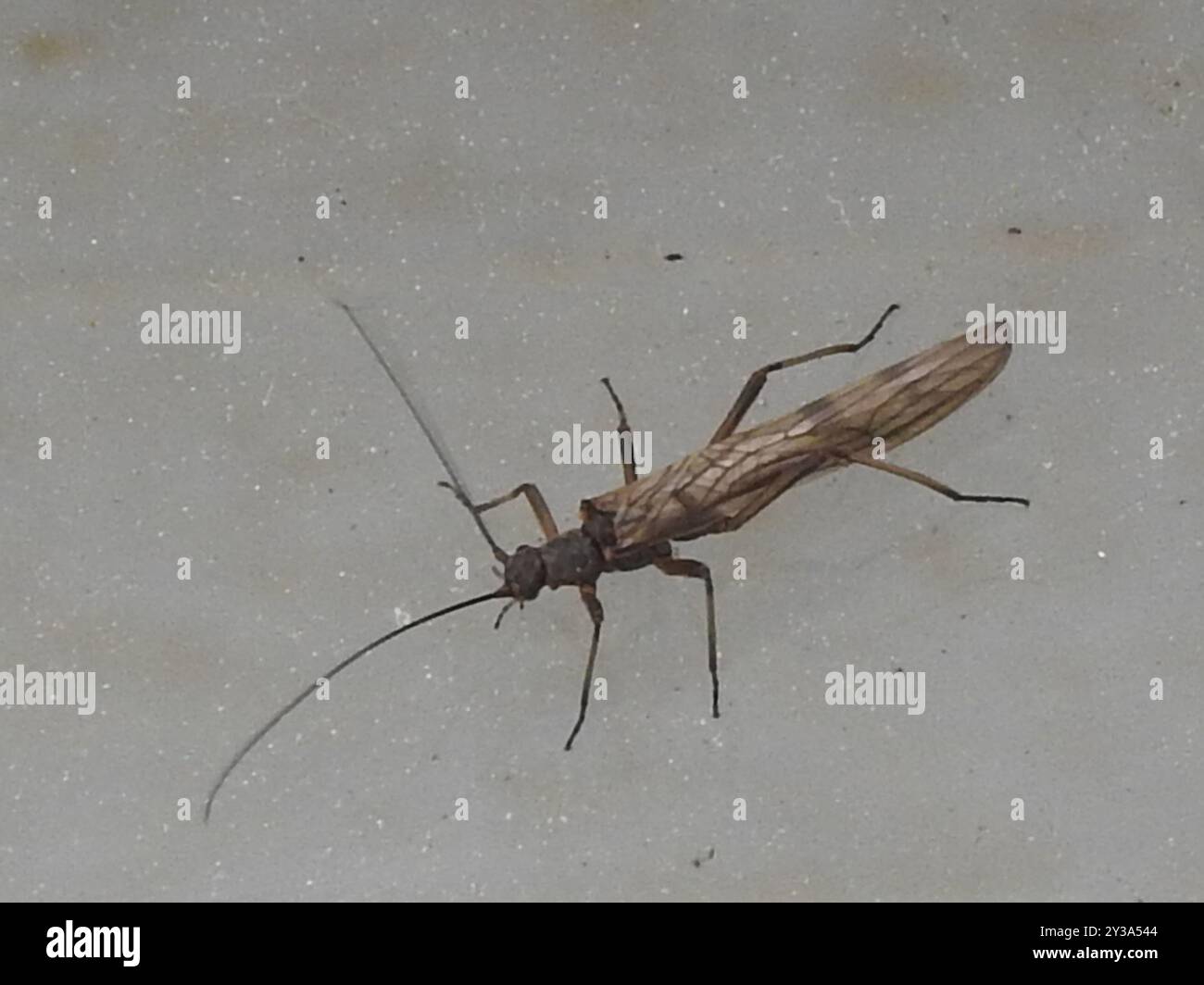 Winter Stoneflies (Taeniopterygidae) Insecta Stock Photo - Alamy