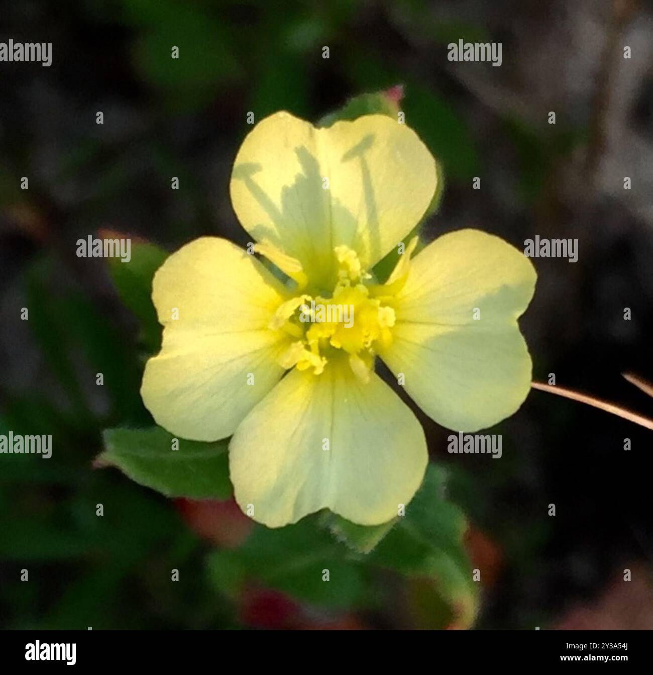 cutleaf evening primrose (Oenothera laciniata) Plantae Stock Photo - Alamy