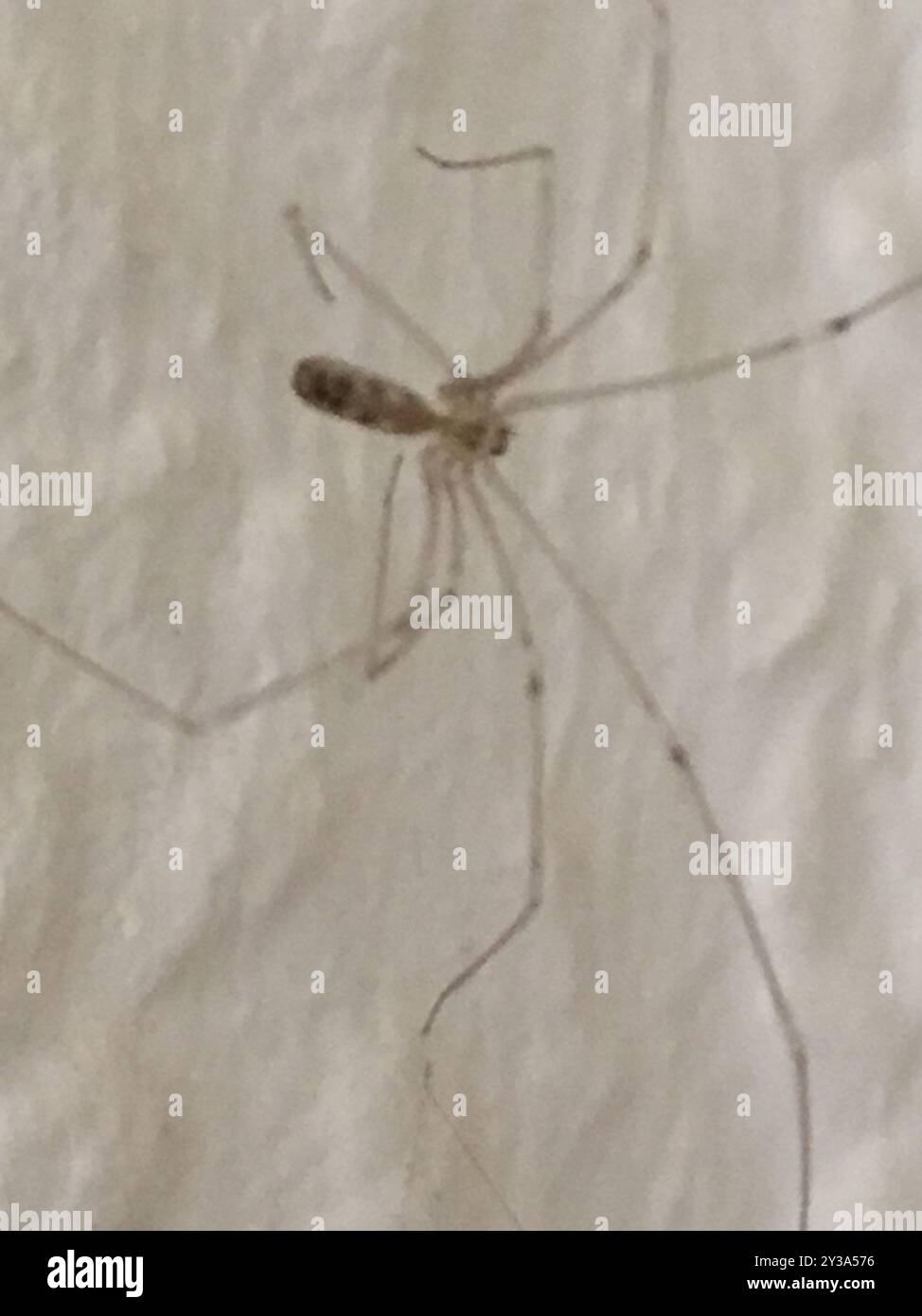 Long-bodied Cellar Spider (Pholcus phalangioides) Arachnida Stock Photo ...