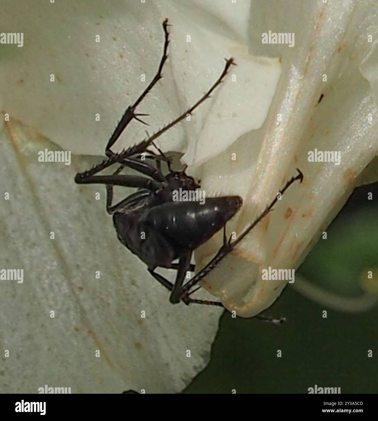 Spider Wasps (Pompilidae) Insecta Stock Photo - Alamy