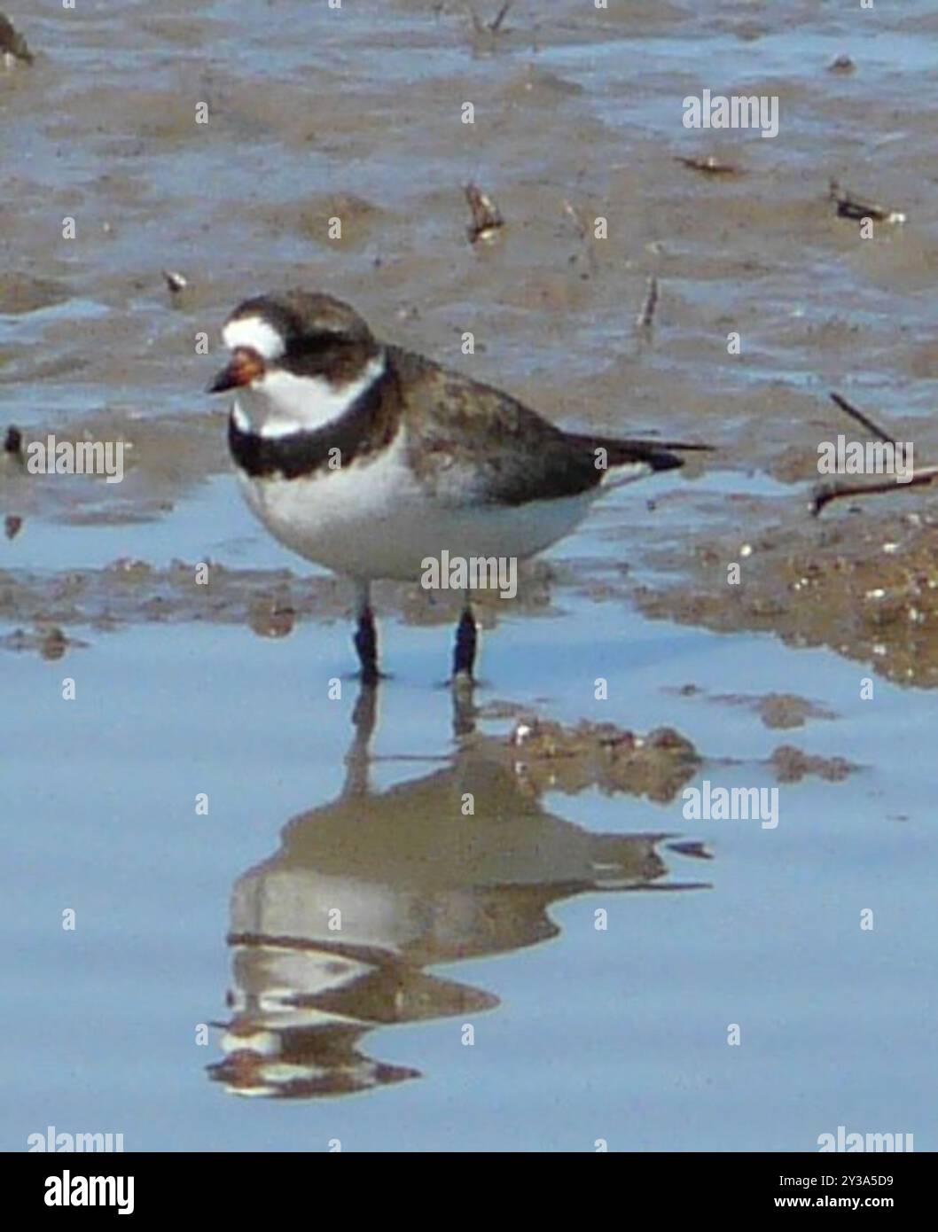 Semipalmated Plover (Charadrius semipalmatus) Aves Stock Photo - Alamy