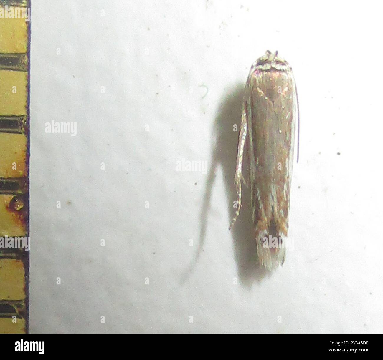 Butterflies and Moths (Lepidoptera) Insecta Stock Photo - Alamy