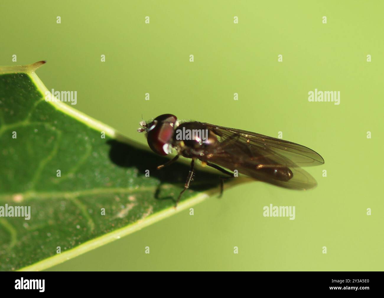 Hover Flies (Syrphidae) Insecta Stock Photo - Alamy