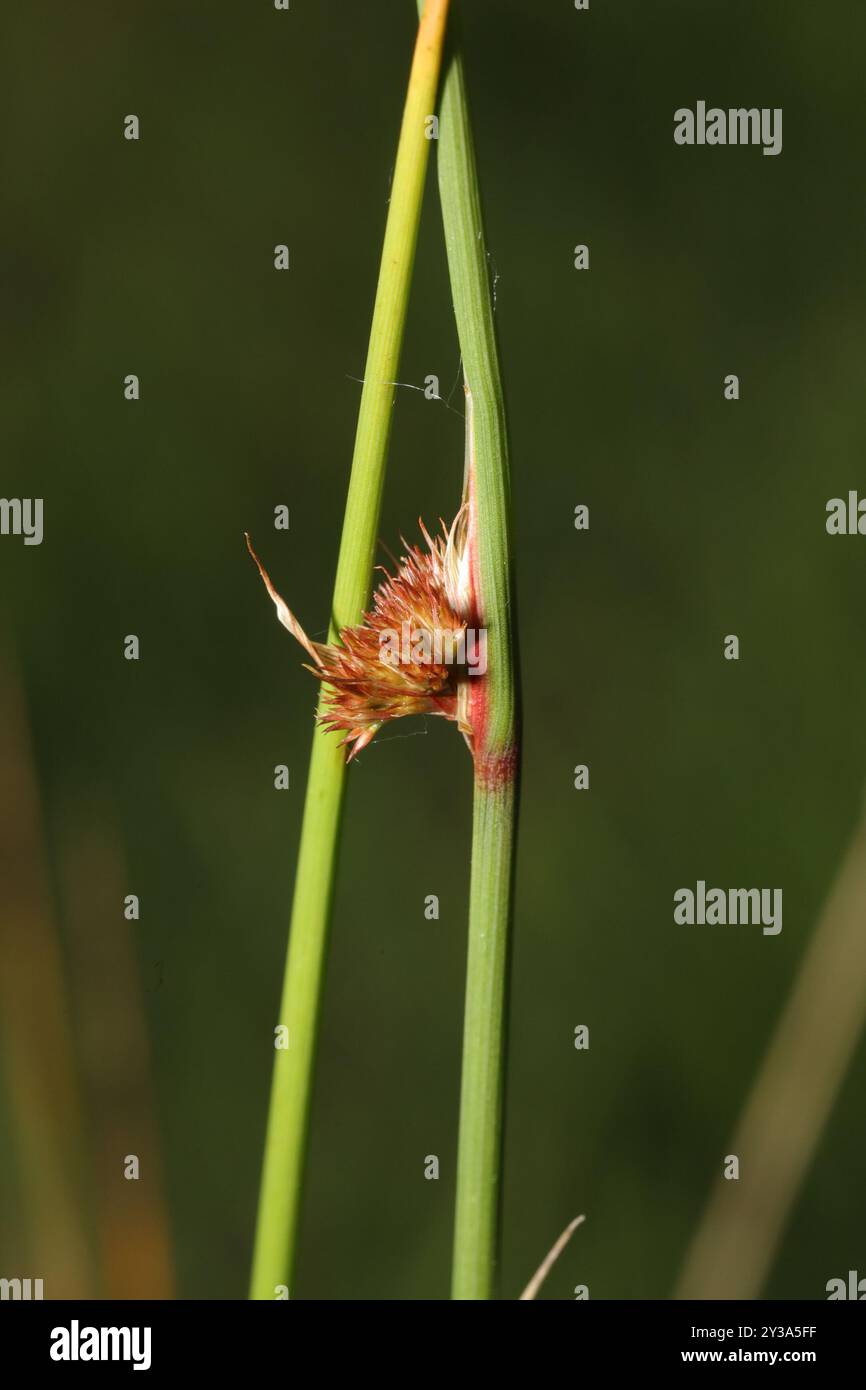 Compact rush juncus conglomeratus hi-res stock photography and images ...