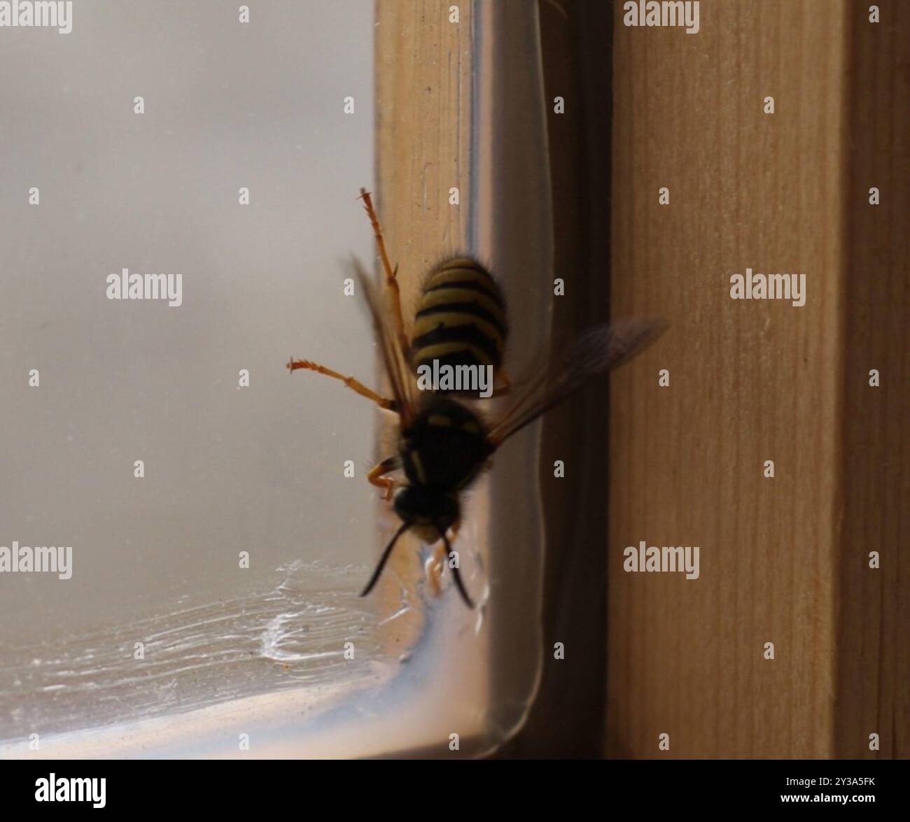 Tree Wasp (Dolichovespula sylvestris) Insecta Stock Photo - Alamy