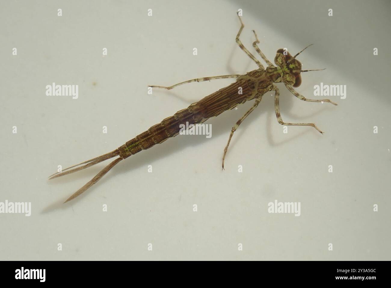 Damselflies (Zygoptera) Insecta Stock Photo - Alamy