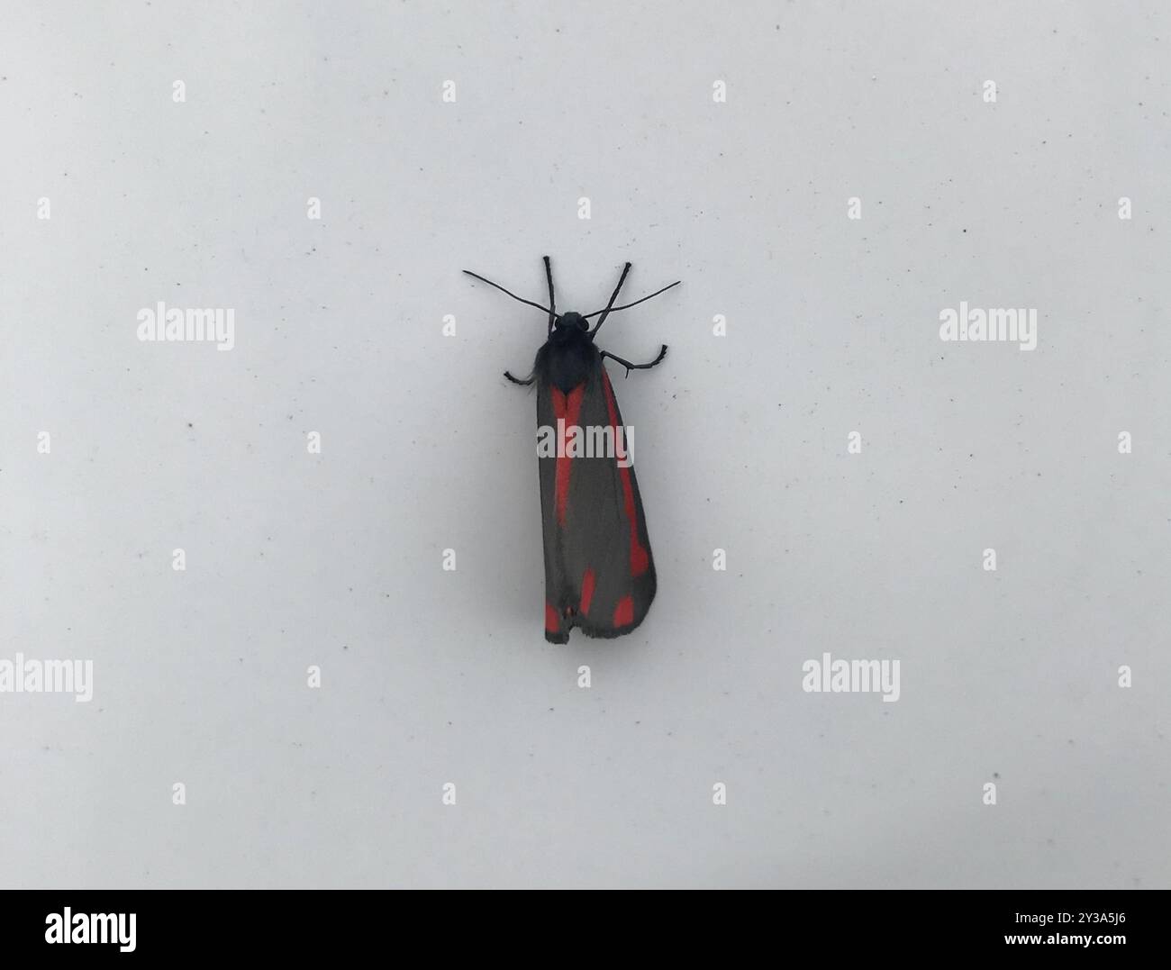 Cinnabar moth (Tyria jacobaeae) Insecta Stock Photo - Alamy