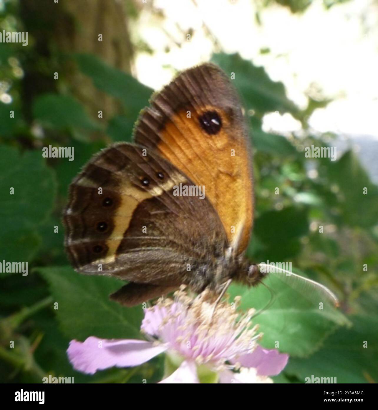 Spanish Gatekeeper (Pyronia bathseba) Insecta Stock Photo - Alamy