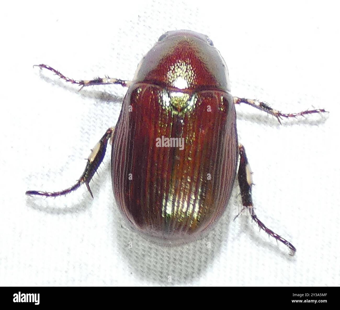 Margined Shining Leaf Chafer (Callistethus marginatus) Insecta Stock ...
