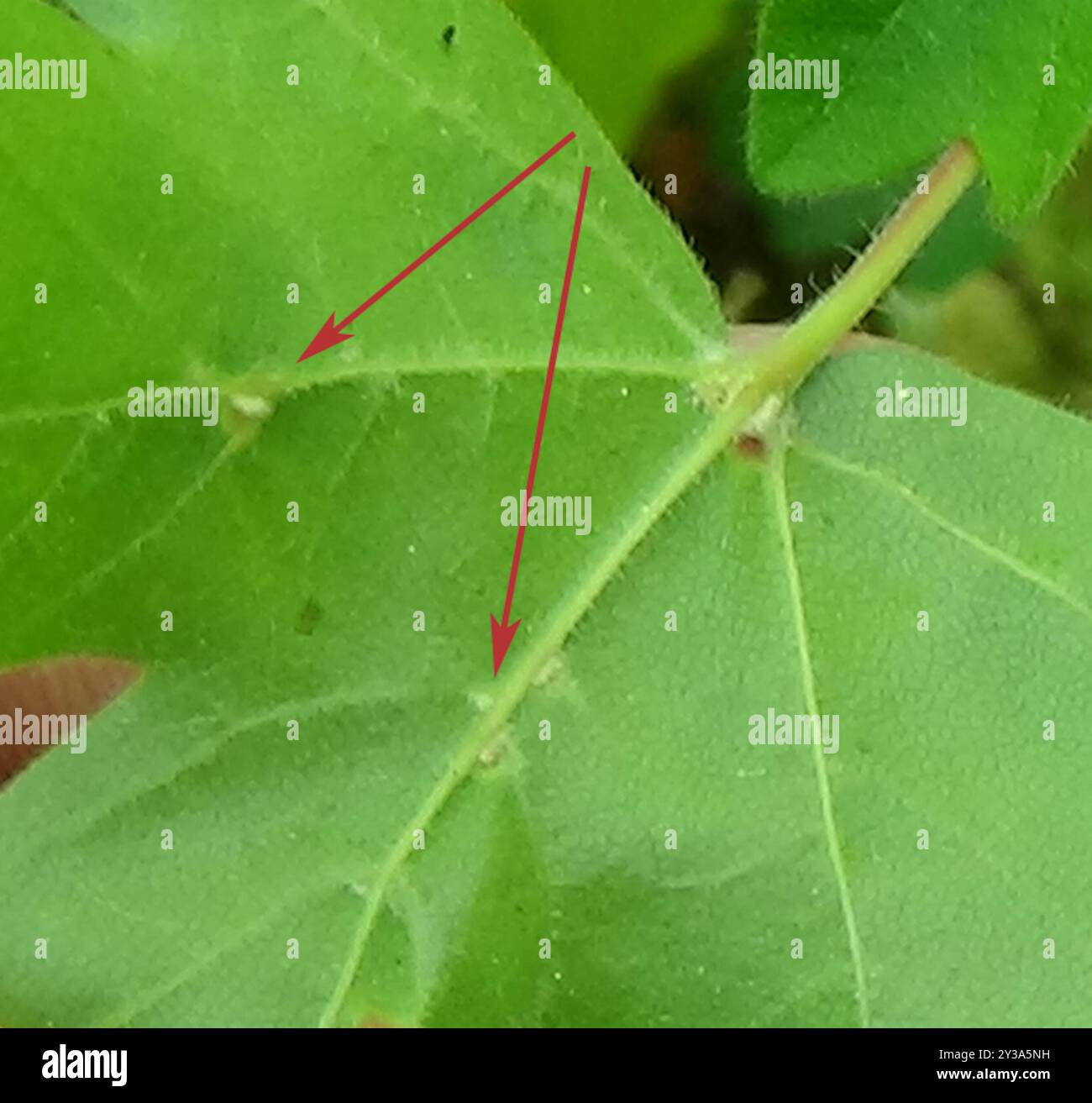 solitary maple leaf gall mite (Aceria macrochela) Arachnida Stock Photo ...