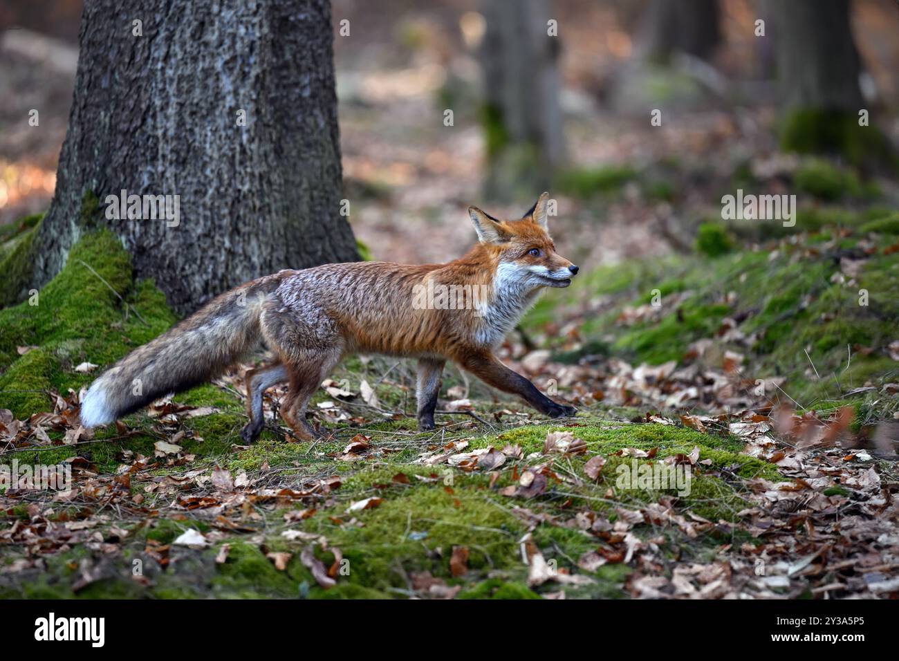 Fox moving hi-res stock photography and images - Alamy