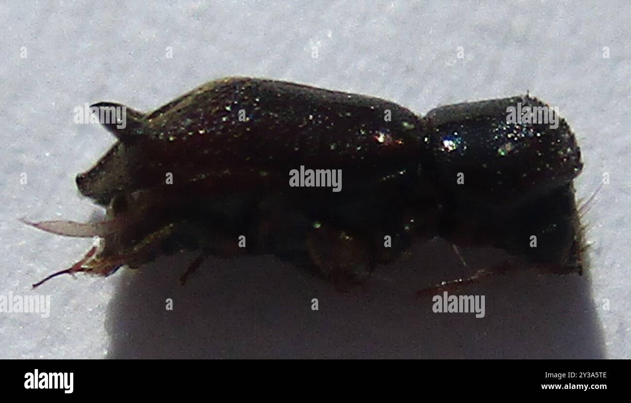 Auger Beetles (Bostrichidae) Insecta Stock Photo - Alamy