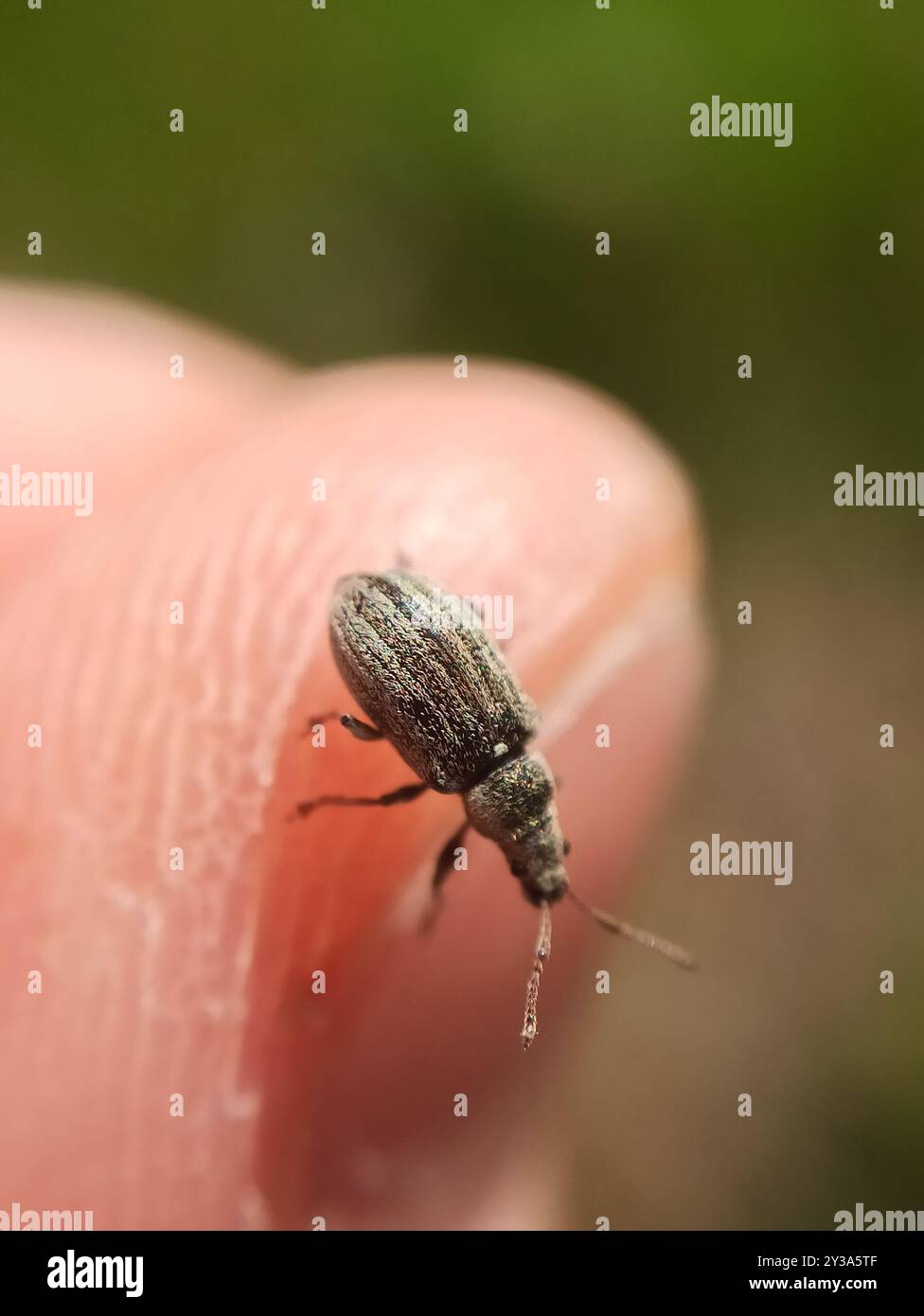 Common Leaf Weevil (Phyllobius pyri) Insecta Stock Photo - Alamy