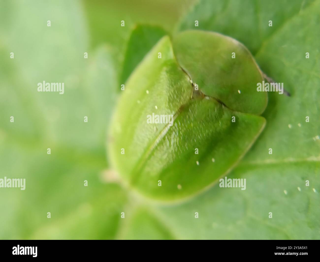 Green Tortoise Beetle (Cassida viridis) Insecta Stock Photo - Alamy