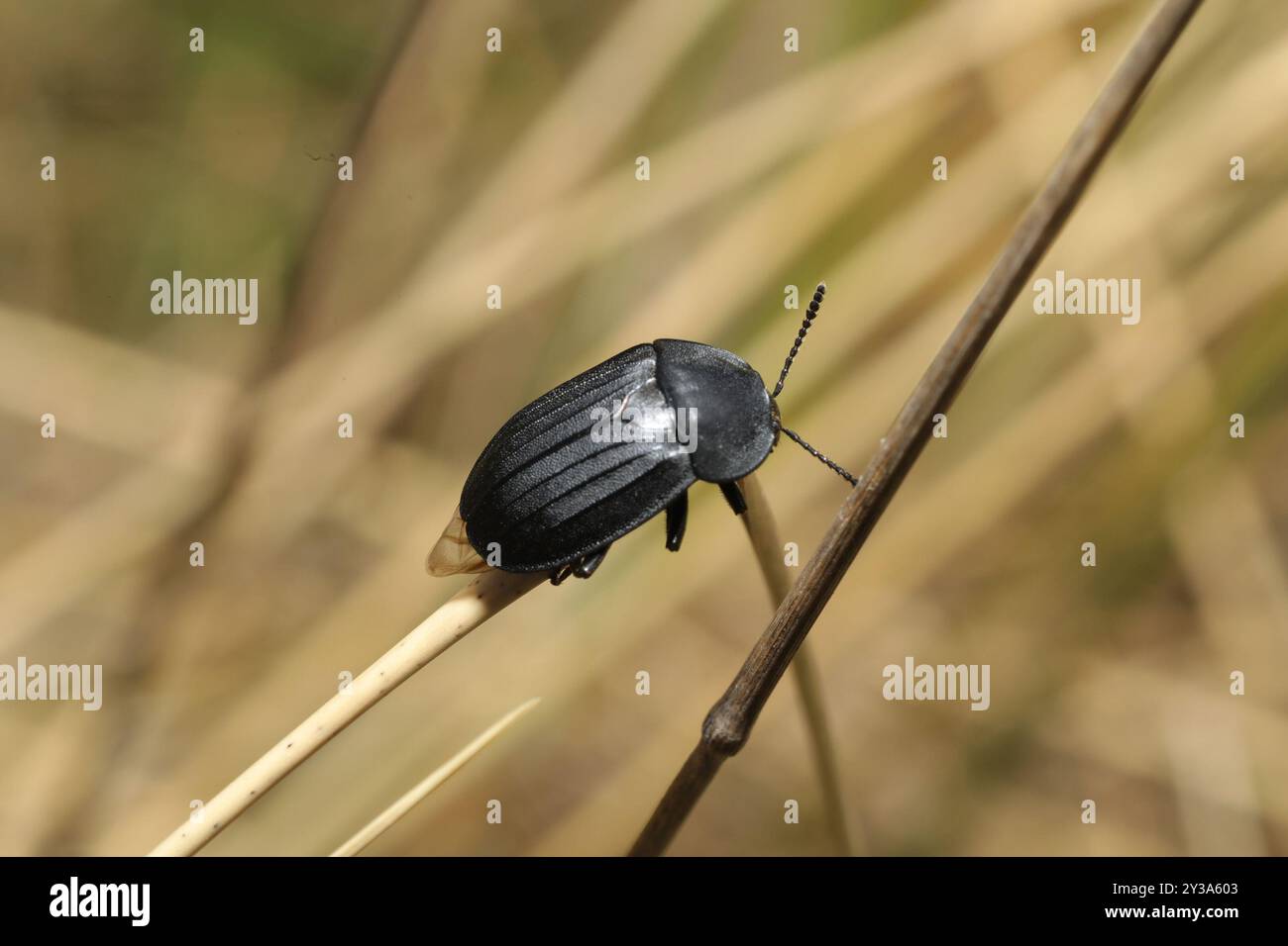 Silpha tristis hi-res stock photography and images - Alamy