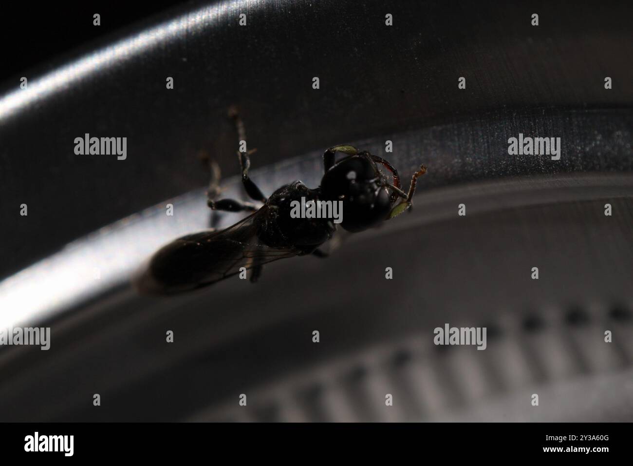 (Crossocerus elongatulus) Insecta Stock Photo - Alamy