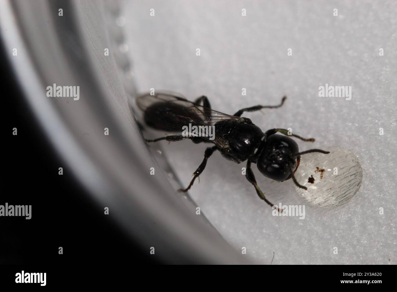 (Crossocerus elongatulus) Insecta Stock Photo - Alamy