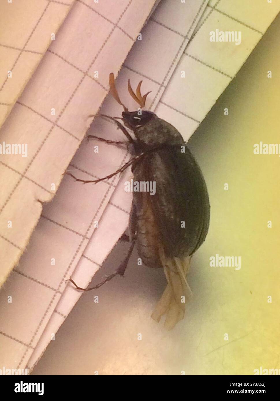 (Maladera holosericea) Insecta Stock Photo - Alamy