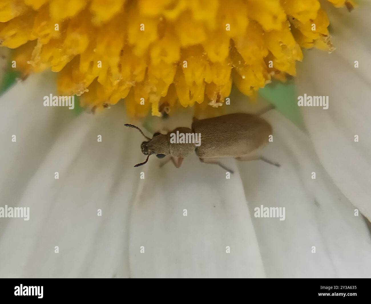 (Danacea nigritarsis) Insecta Stock Photo - Alamy